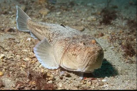 Stargazer (fish) | Crossover War Heroes Wiki | Fandom