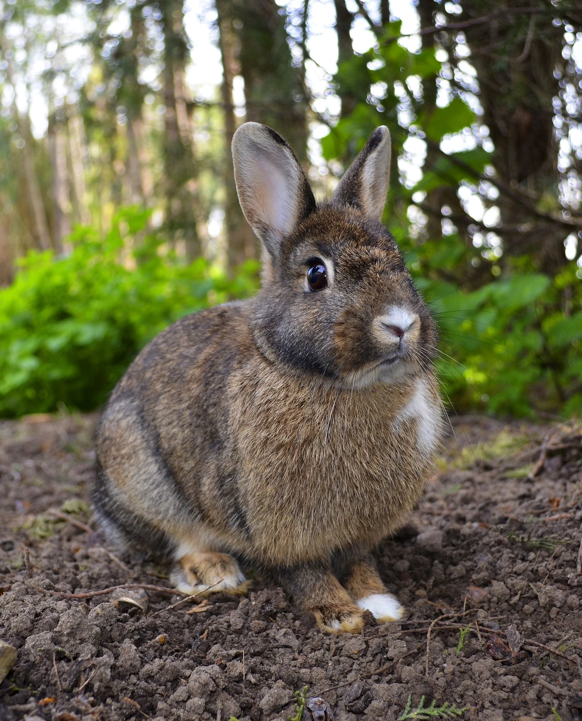 Category:Rabbits | Crossover War Heroes Wiki | Fandom