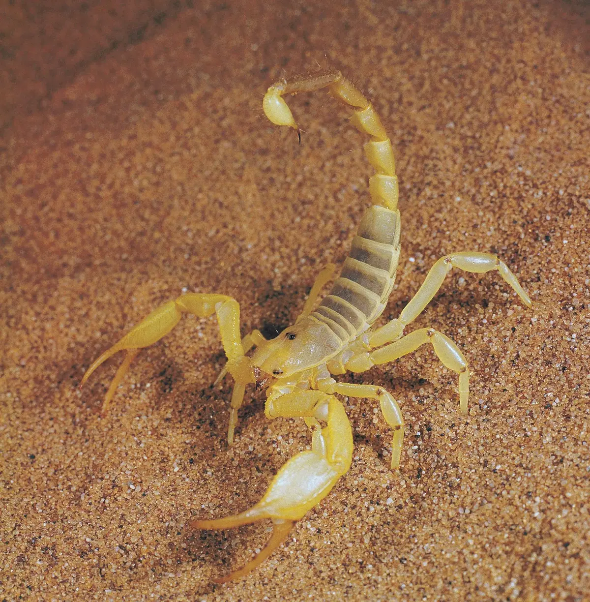 Scorpion | Crossovers and Fan Episodes Wiki | Fandom
