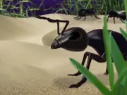 Queen Ant | Crossovers and Fan Episodes Wiki | Fandom