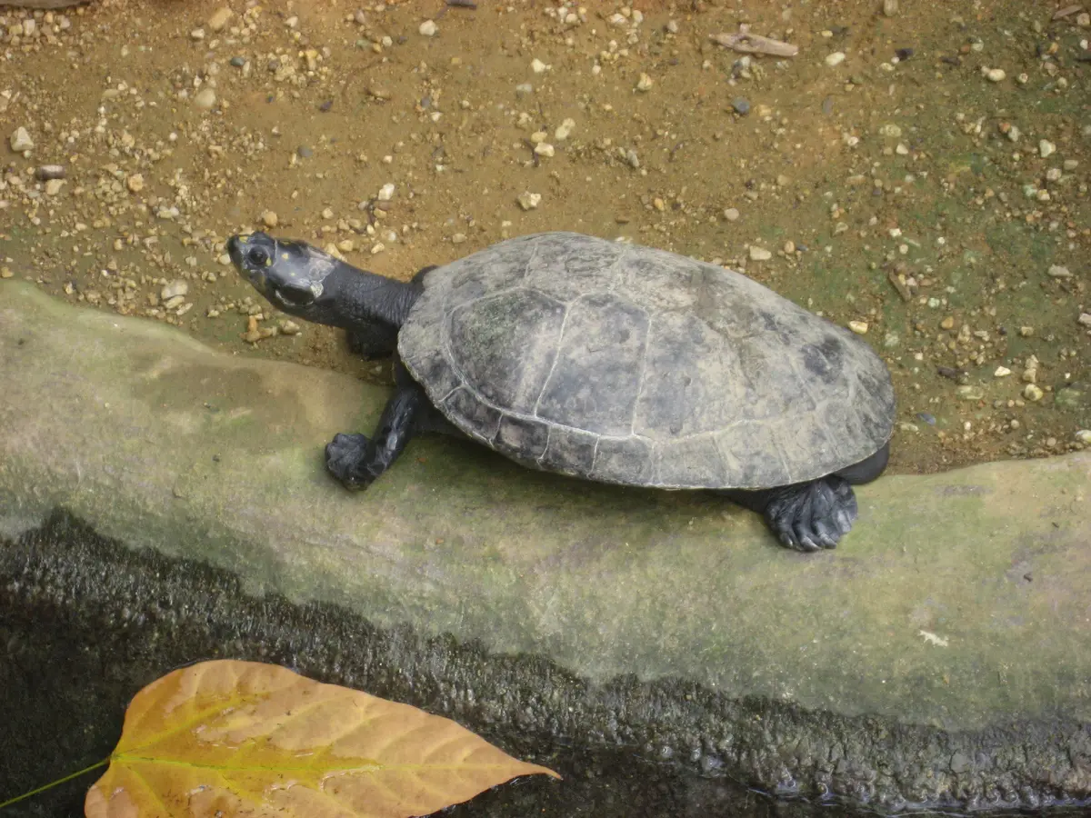 Amazon River Turtle | Crossovers and Fan Episodes Wiki | Fandom