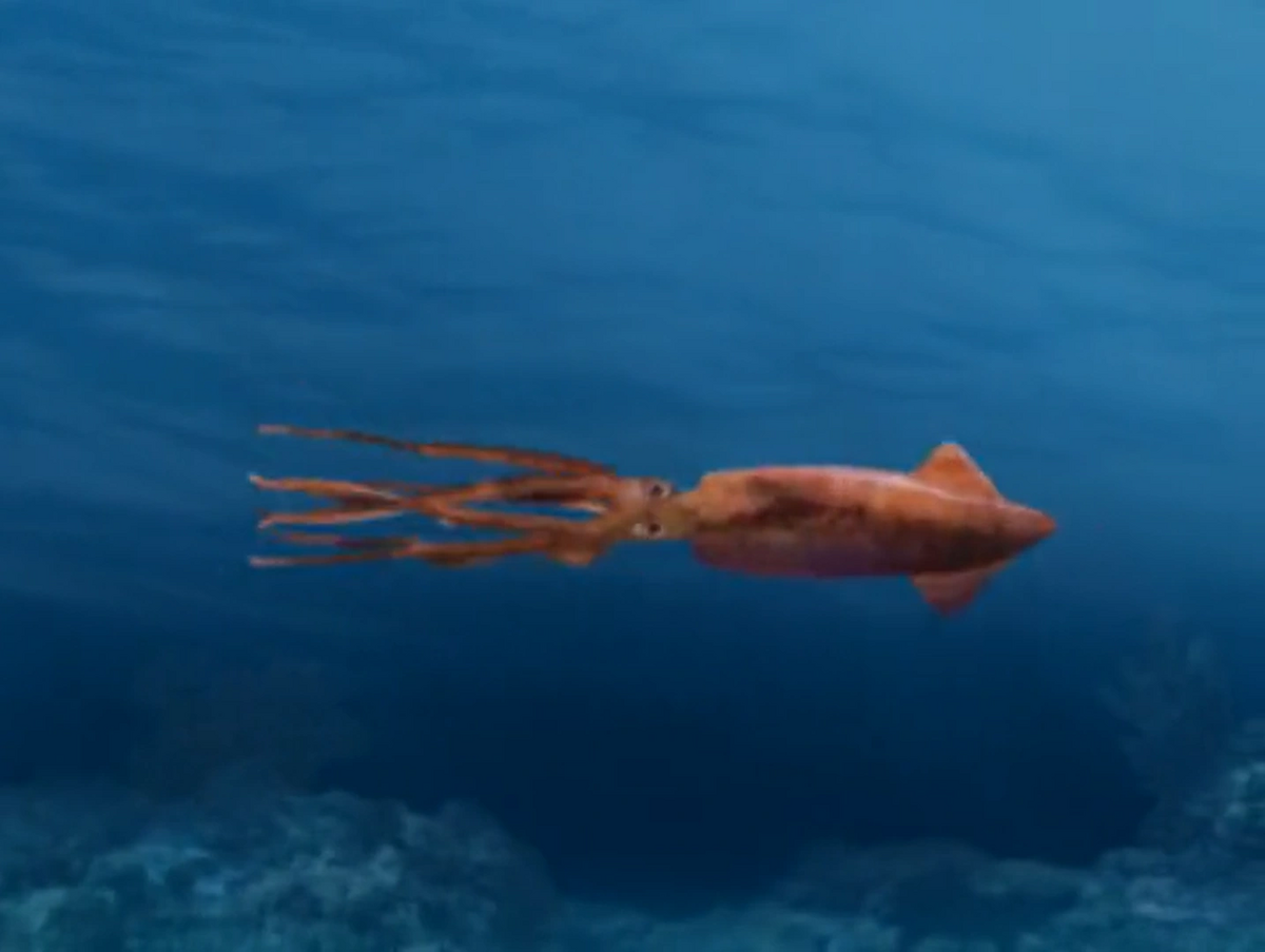 Squid | Crossovers and Fan Episodes Wiki | Fandom