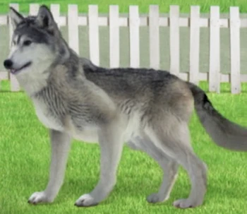 The Big Bad Wolf | Crossovers and Fan Episodes Wiki | Fandom