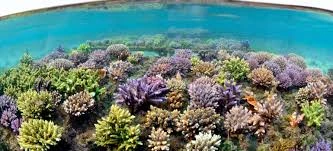 Corail | Wiki Crossroads | Fandom