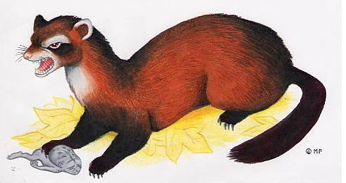 Chartier | Wiki Crossroads | Fandom