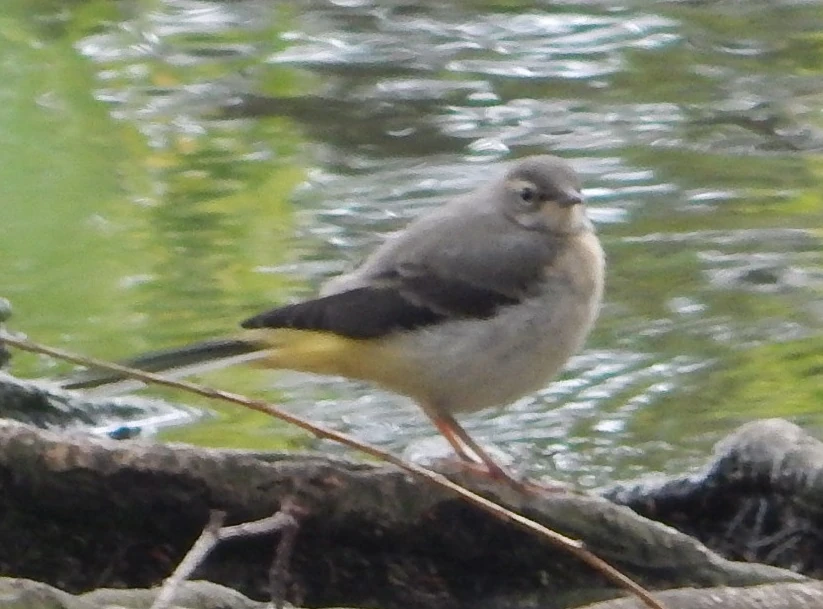 May 2015 | Croydon Birders Wiki | Fandom