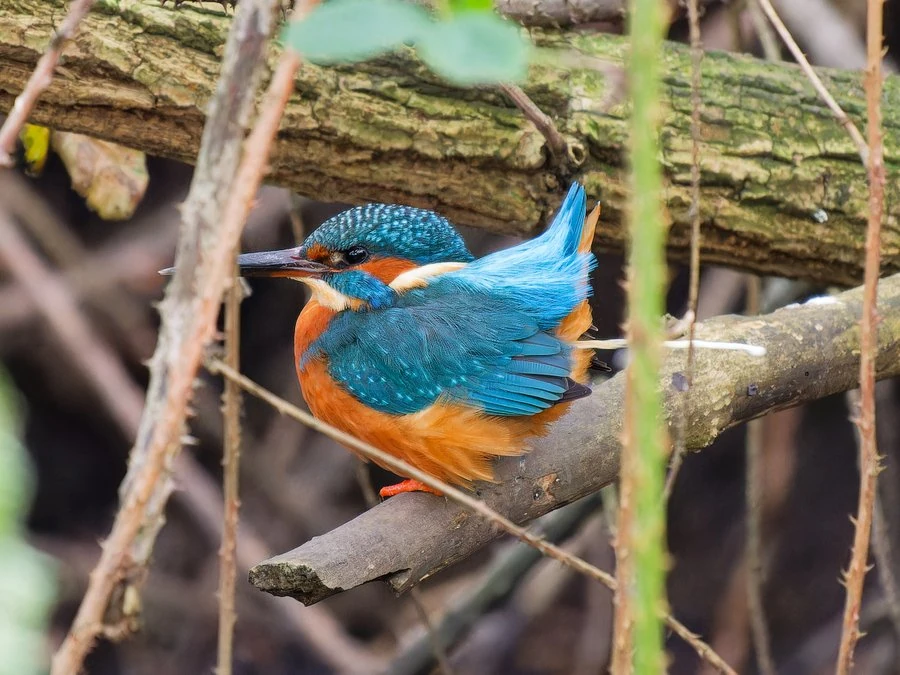 January 2024 | Croydon Birders Wiki | Fandom