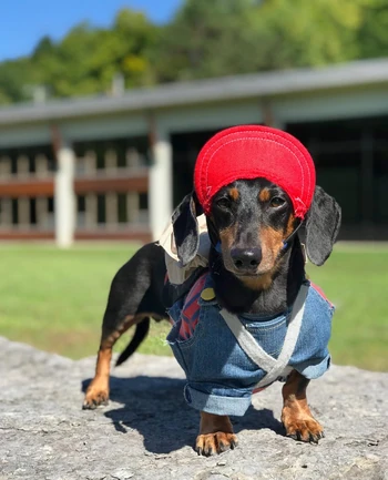 Oakley Dokily | Celebrity Dachshund Wiki | Fandom