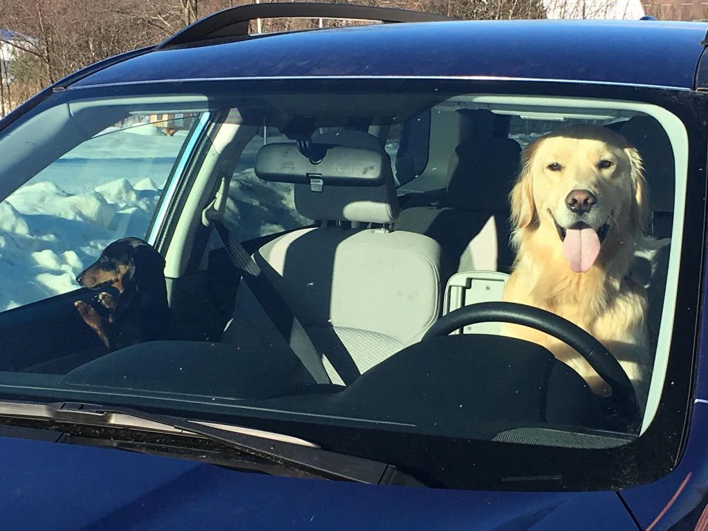 Dillon | Celebrity Dachshund Wiki | Fandom