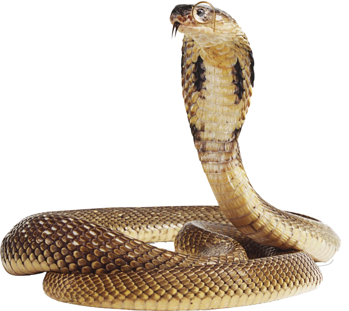 The Monocled Cobra | CR-Volcanic Lore Wiki | Fandom