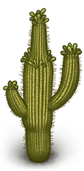 Cactus - Official CryoFall Wiki