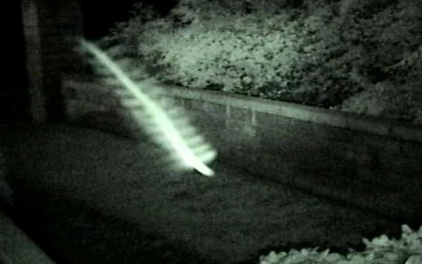 Rod | Crypto-Creature Wiki | Fandom