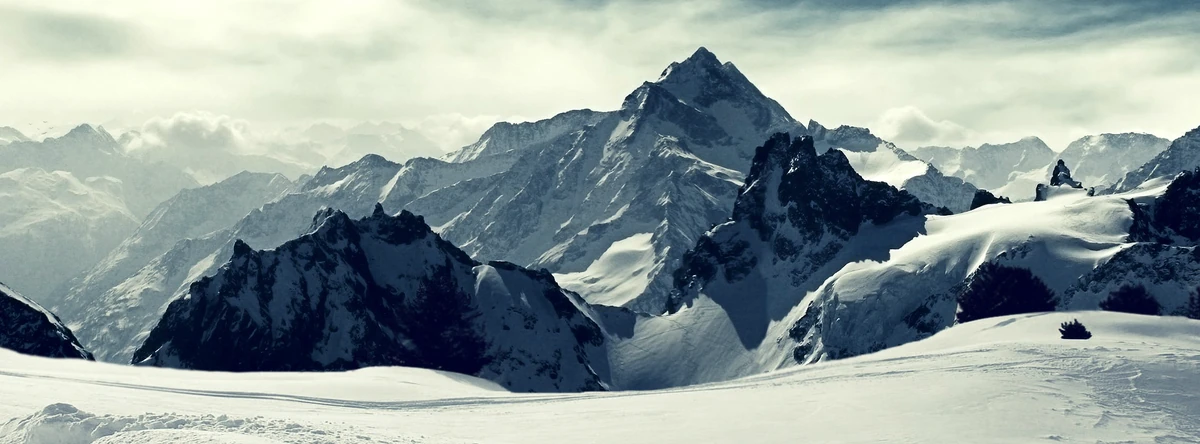 ForestClan | Cryptic Clan Wiki | Fandom