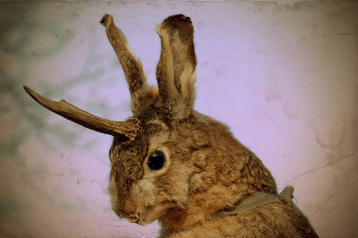 Jackalope | Cryptid Crew Wiki | Fandom