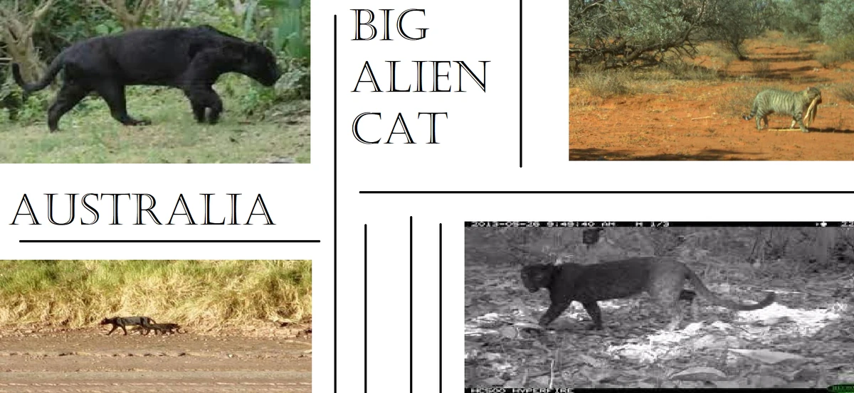 Australian Big Cat | Cryptid that you saw Wiki | Fandom