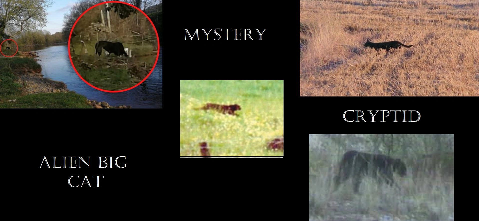 Alien Big Cat | Cryptid that you saw Wiki | Fandom