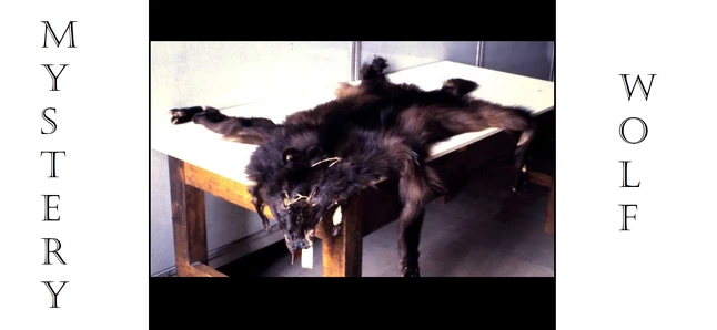 Andean Wolf | Cryptid that you saw Wiki | Fandom