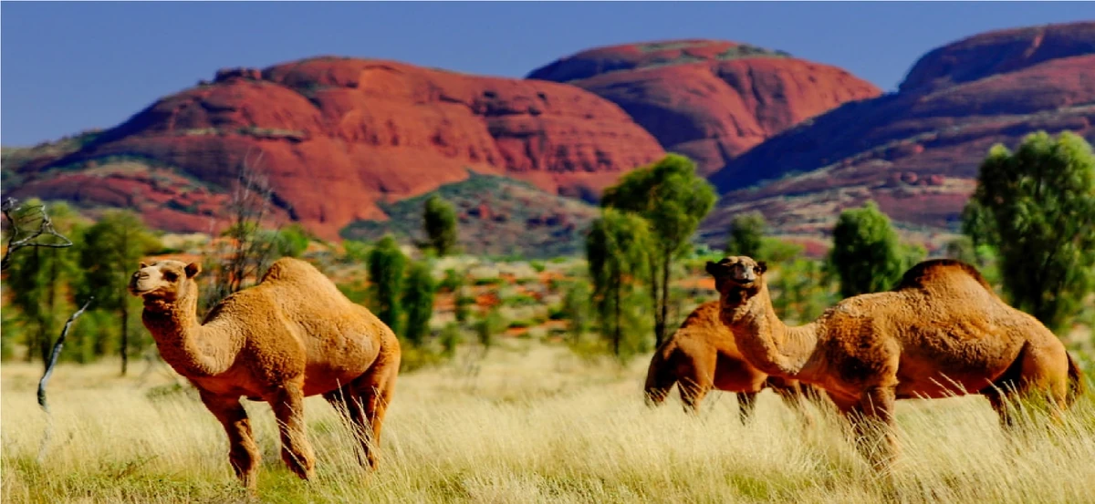 Australian Camel | Cryptid that you saw Wiki | Fandom