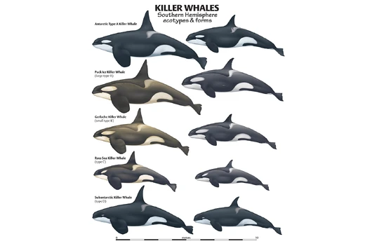 Antarctic Killer Whale | Cryptid that you saw Wiki | Fandom