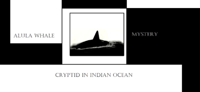 Alula Whale | Cryptid that you saw Wiki | Fandom