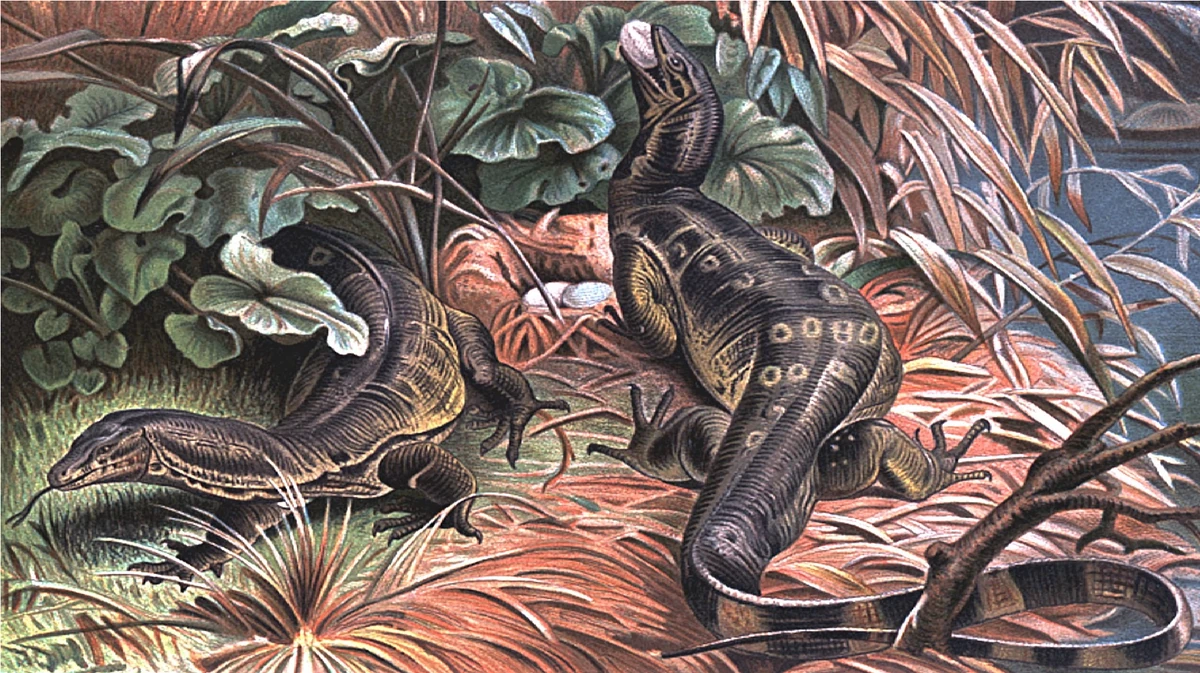 Afa | Cryptid that you saw Wiki | Fandom