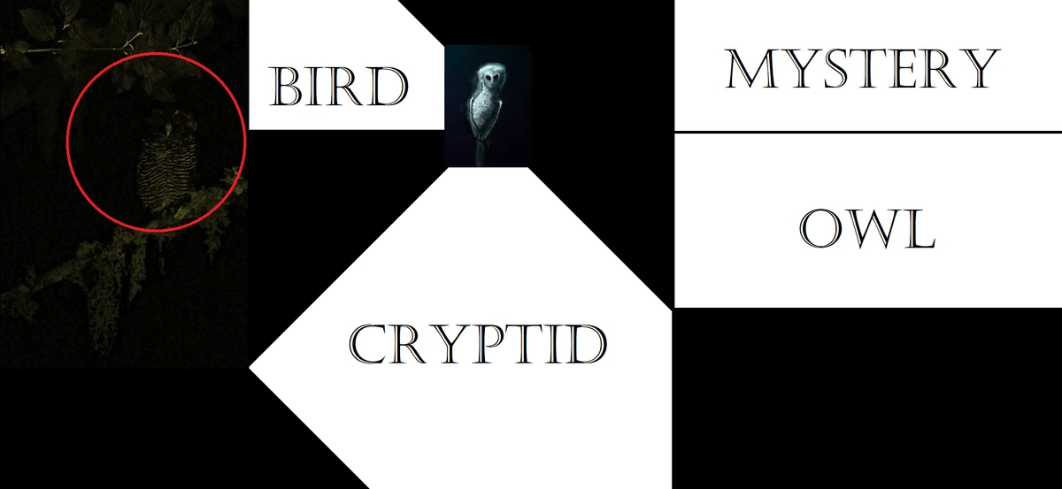 Andaman Wood Owl | Cryptid that you saw Wiki | Fandom