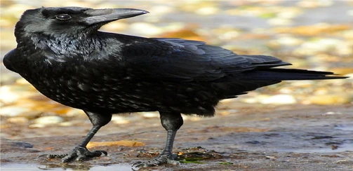 The giant crow | Cryptid that you saw Wiki | Fandom