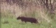 Tennesse Red Cheetah | Cryptid Tidbits Wiki | Fandom
