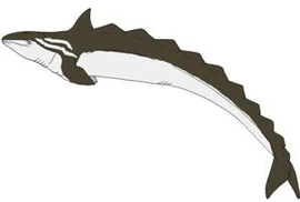 Cassie | Cryptid Tidbits Wiki | Fandom
