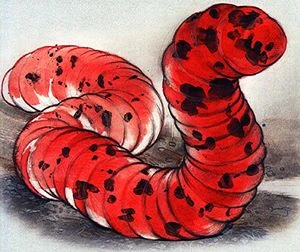 Mongolian Death Worm | Cryptid Tidbits Wiki | Fandom