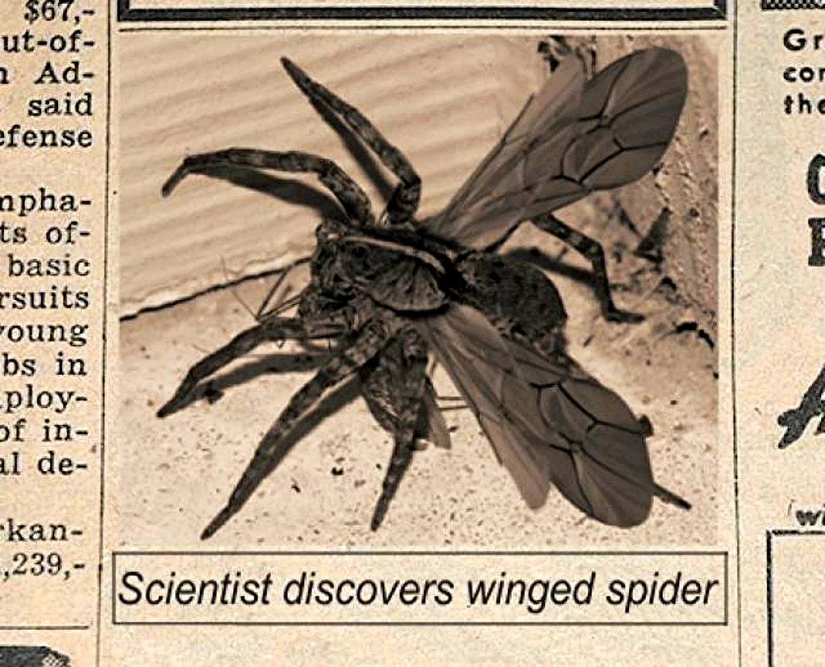 Winged Spider | Cryptid Tidbits Wiki | Fandom