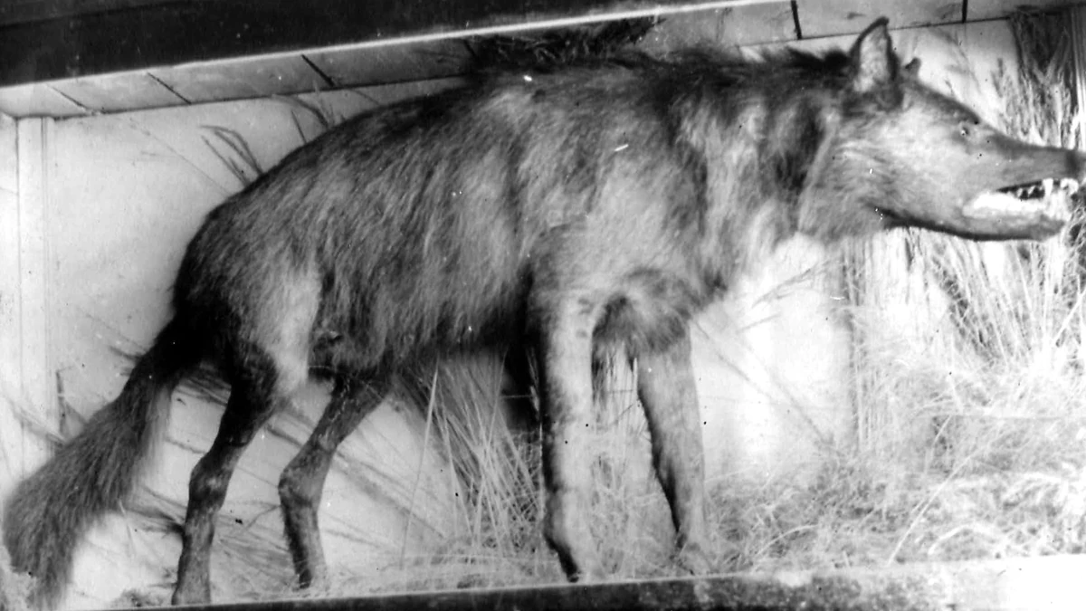 American hyena | Encyclopaedia of Cryptozoology | Fandom