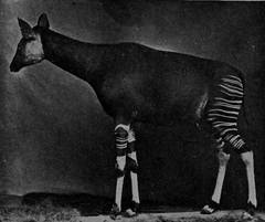 Okapi | Encyclopaedia of Cryptozoology | Fandom