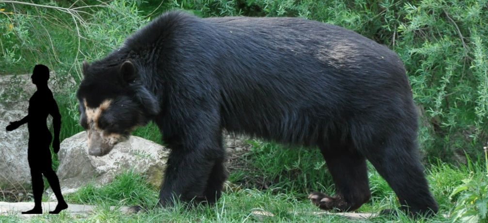 South American short-faced bear | Encyclopaedia of Cryptozoology | Fandom