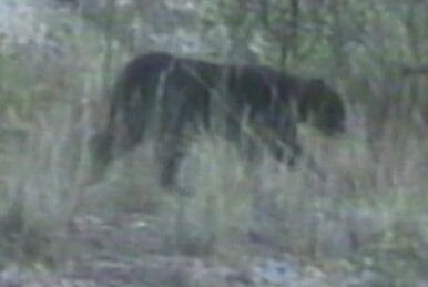 Appalachian Black Panther Urban Legends Cryptids Amino