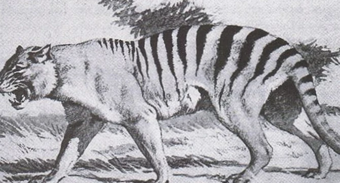 Encyclopaedia of Cryptozoology | Fandom