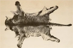 Marozi | Encyclopaedia of Cryptozoology | Fandom