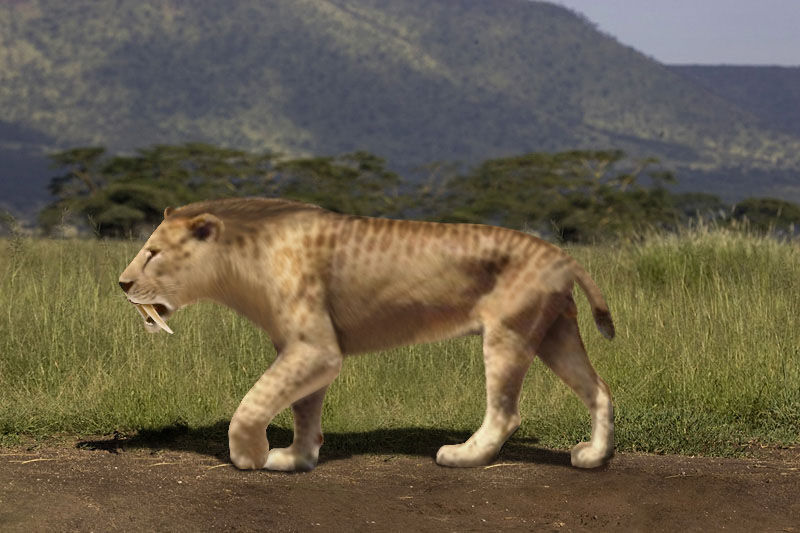 Saber Tooth Tiger Sightings