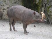 Sukotyro | Encyclopaedia of Cryptozoology | Fandom