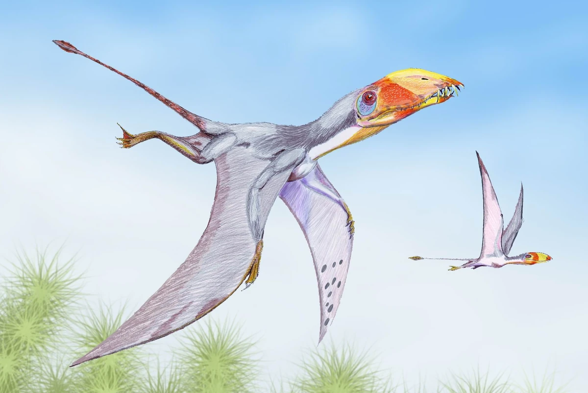 Neopterosaurs in East Africa | Encyclopaedia of Cryptozoology | Fandom