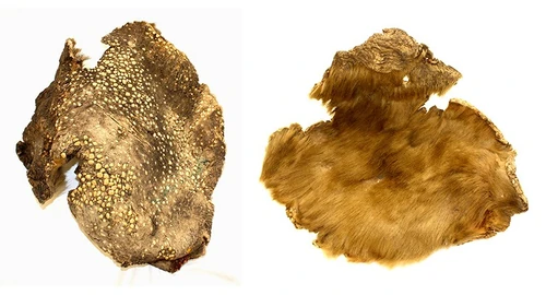 Neomylodon | Encyclopaedia of Cryptozoology | Fandom