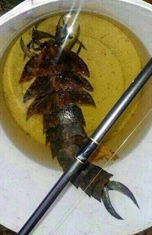 Beast of Brunei | Encyclopaedia of Cryptozoology | Fandom