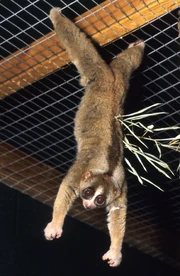 Tailed slow loris | Encyclopaedia of Cryptozoology | Fandom