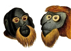 Giant orangutan | Encyclopaedia of Cryptozoology | Fandom