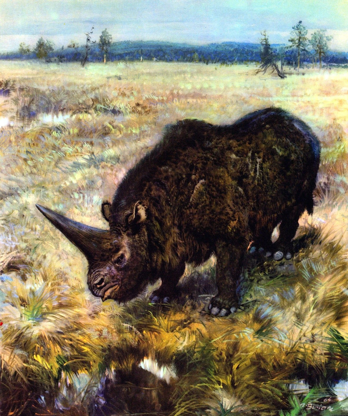 Elasmotherium | Encyclopaedia of Cryptozoology | Fandom