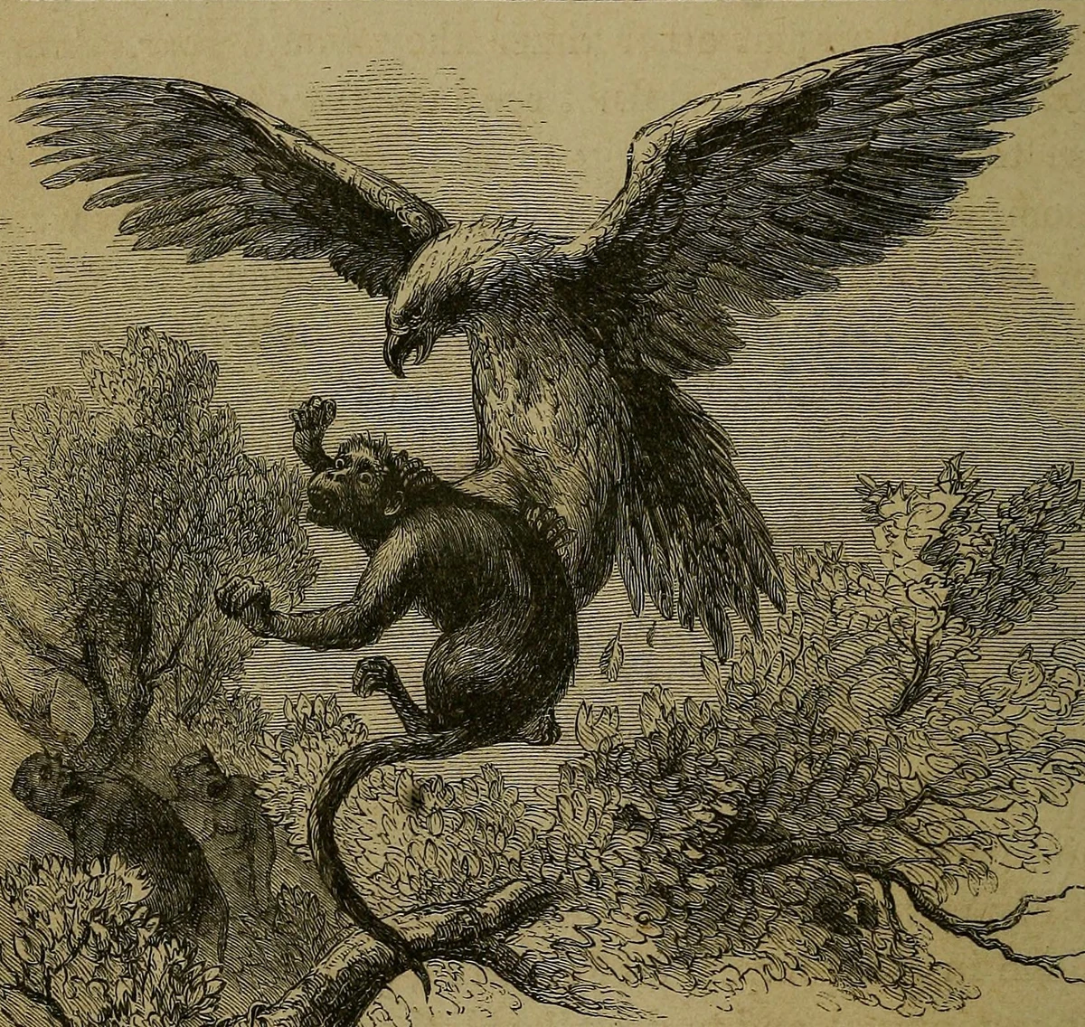 Ngoima | Encyclopaedia of Cryptozoology | Fandom