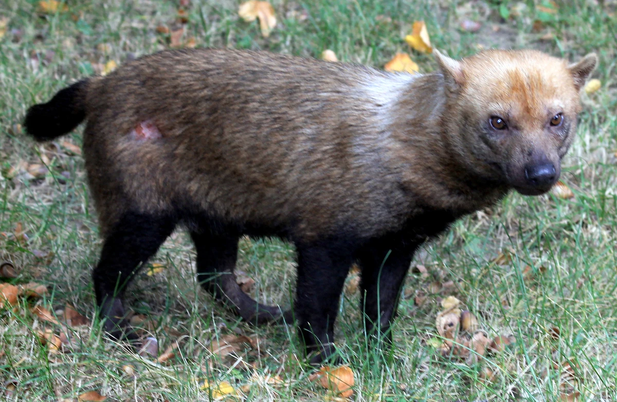 Bush dog | Encyclopaedia of Cryptozoology | Fandom