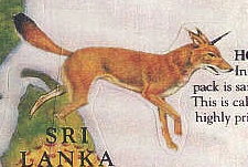 Horned jackal | Encyclopaedia of Cryptozoology | Fandom