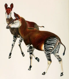 Okapi | Encyclopaedia of Cryptozoology | Fandom