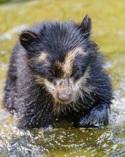 Iemisch | Encyclopaedia of Cryptozoology | Fandom